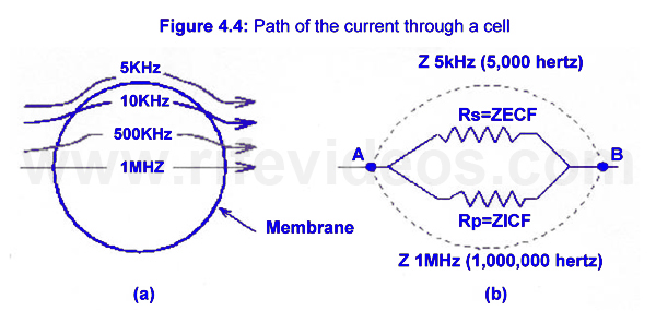 Chapter 17 - The Skin Effect Myth and Dr. Rife's frequencies